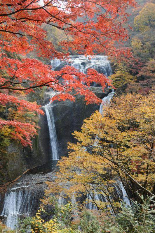 [Ibaraki's Three Famous Fall Foliage Viewing Spots] Fukuroda Falls ...